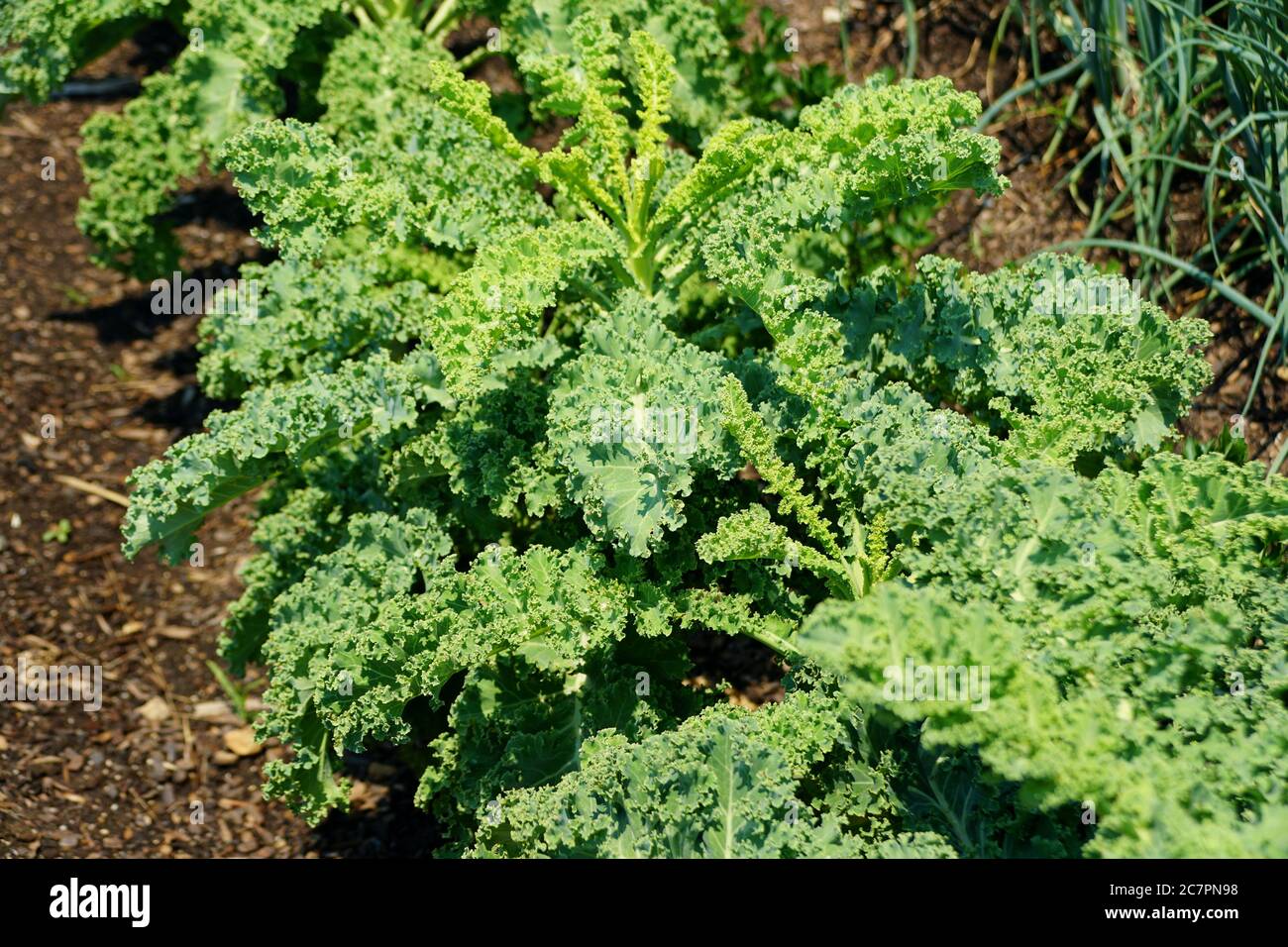 Fresh green color of Swiss Chard 'Peppermint' Stock Photo - Alamy