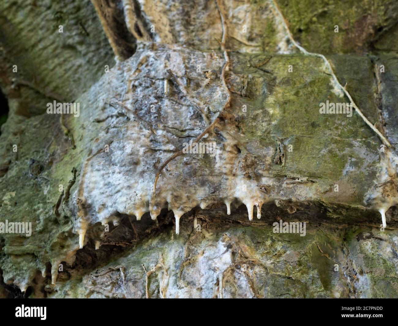 Stalactites railway bridge hi-res stock photography and images - Alamy
