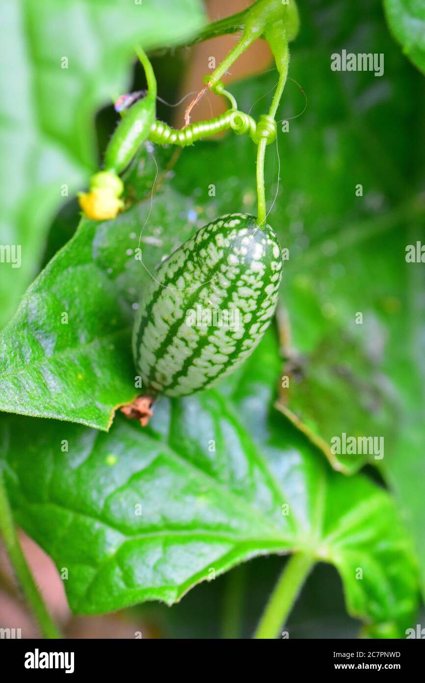 Cucamelon growing hi-res stock photography and images - Alamy