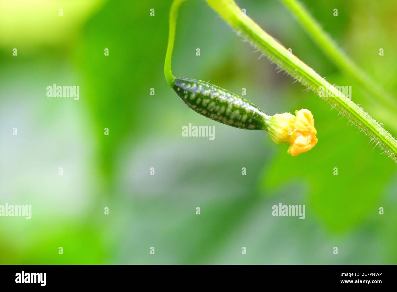 Cucamelon plant hi-res stock photography and images - Alamy
