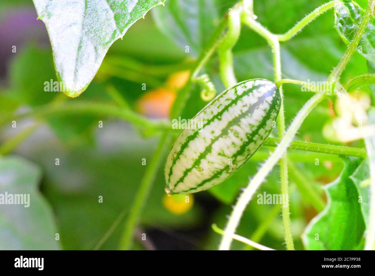 Cucamelon plant hi-res stock photography and images - Alamy