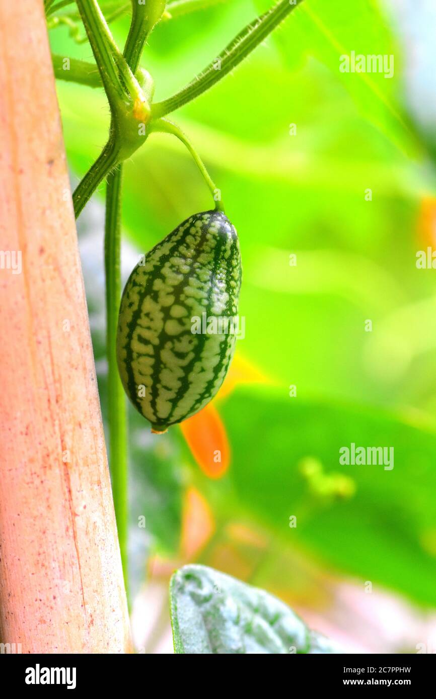 Cucamelon hi-res stock photography and images - Alamy