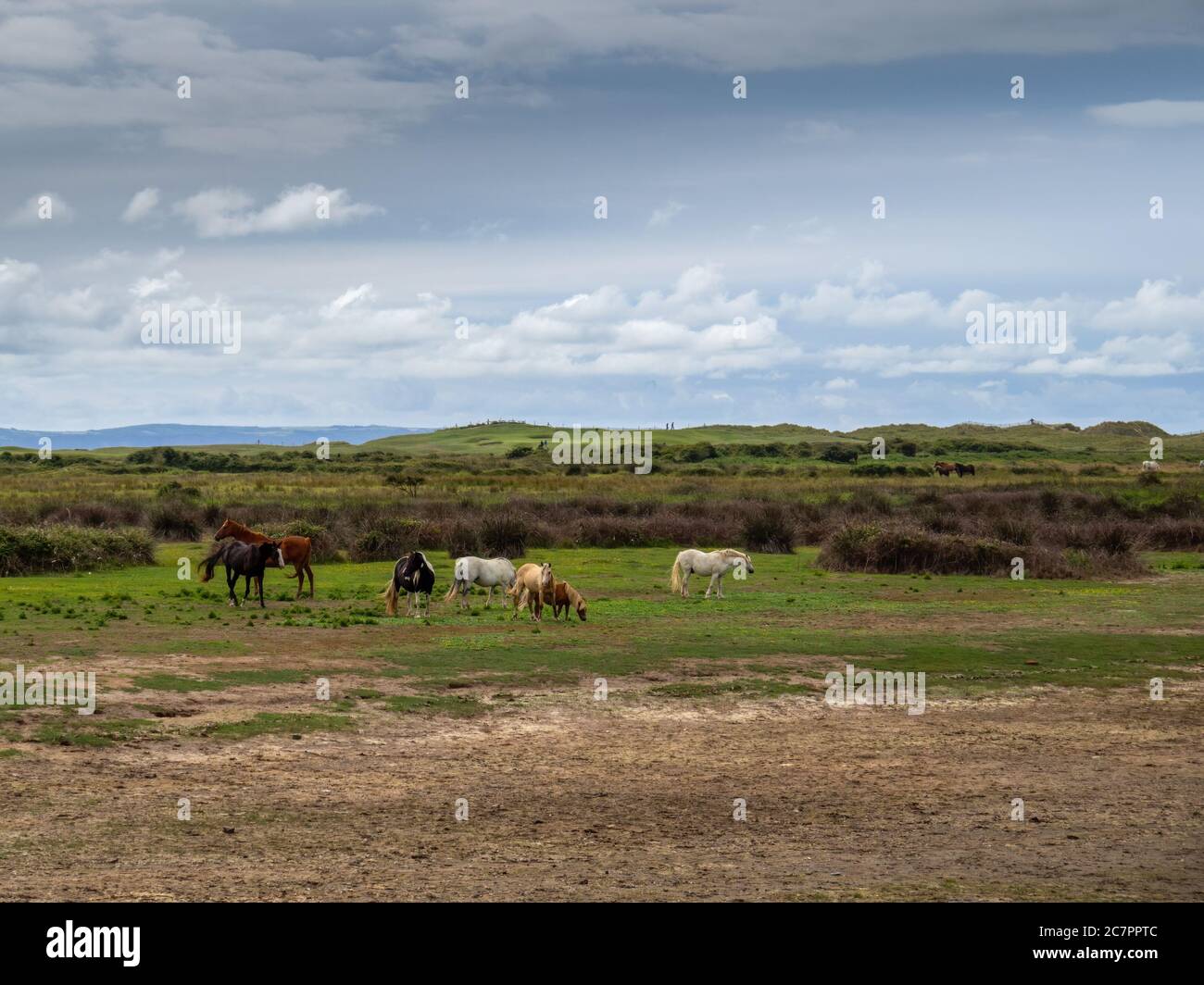 Horses grazing at Northam Burrows, near Westward Ho Devon, England ...