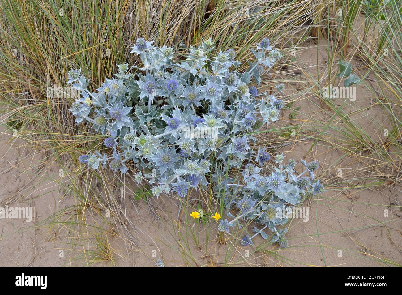 Thistle growing on Talacre beach amongst sand dunes, North Wales Stock ...