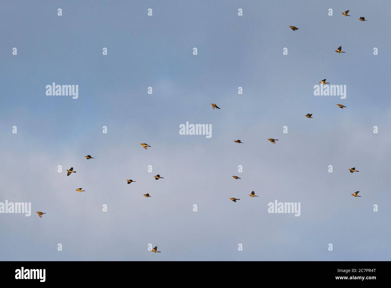 Fieldfare on migration Stock Photo - Alamy