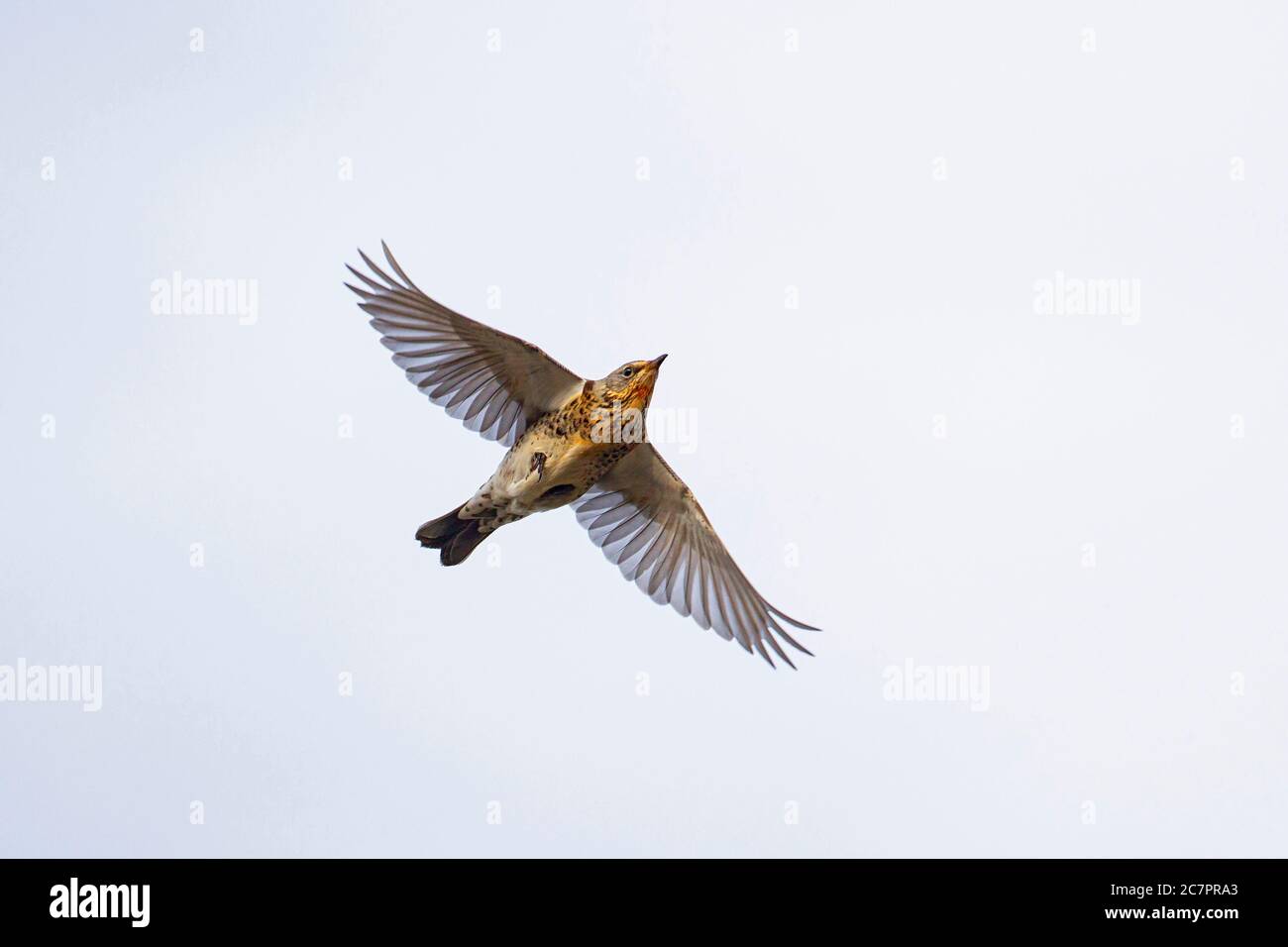 On migration hi-res stock photography and images - Alamy