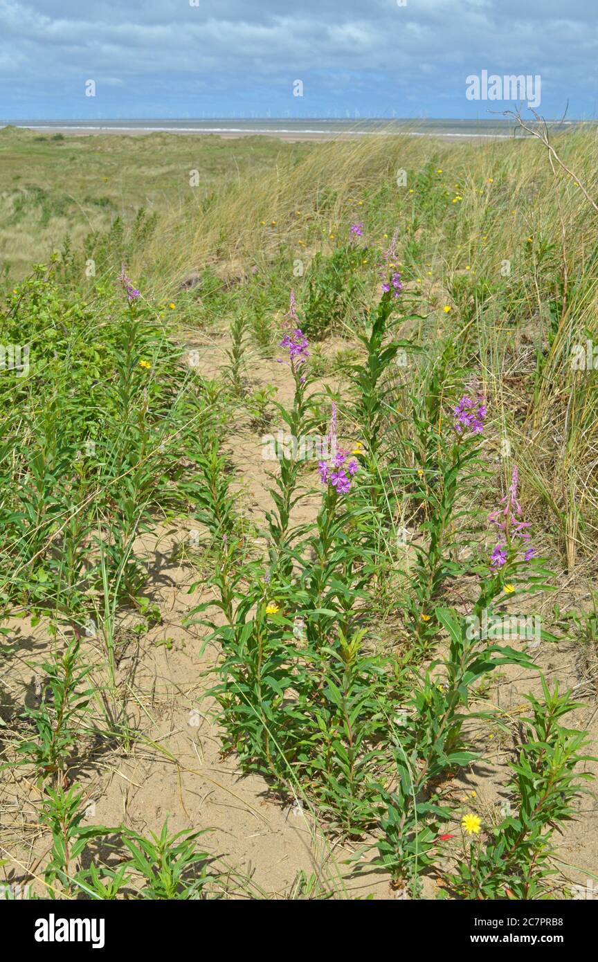 Wildflowers growing on Talacre beach, North Wales Stock Photo - Alamy