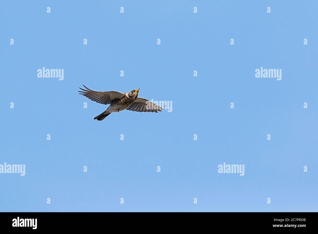 Fieldfare on migration Stock Photo - Alamy