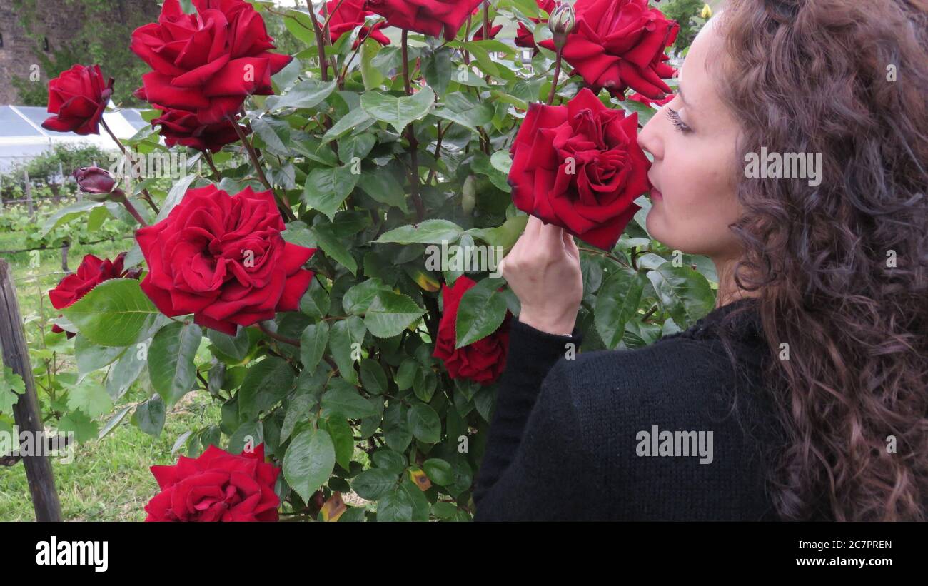 Attractive woman smelling the red rose in the garden Stock Photo - Alamy