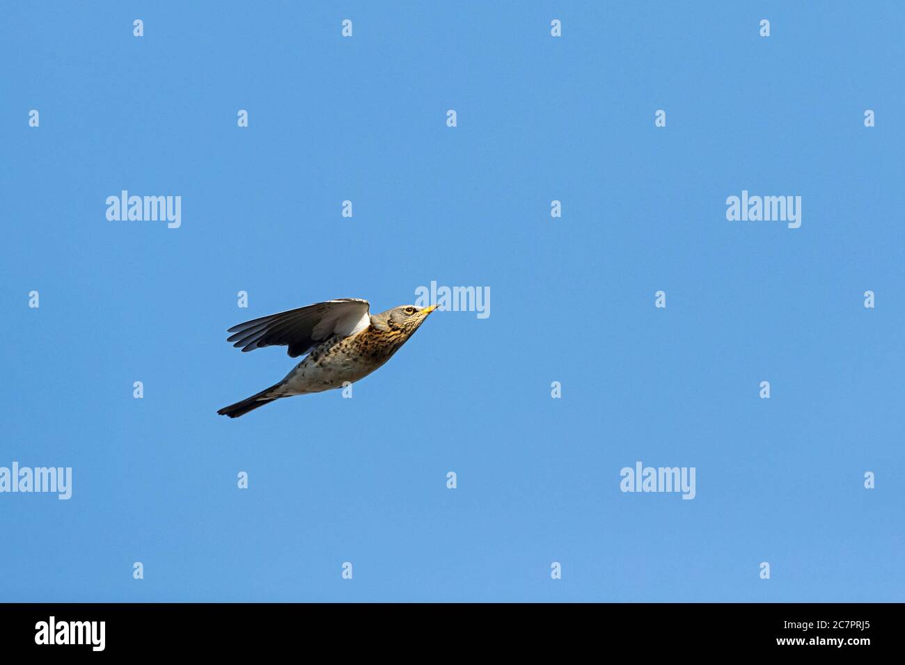 Fieldfare on migration Stock Photo - Alamy