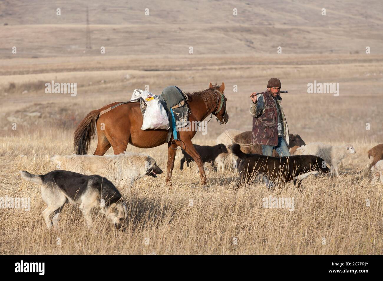 Are Armenian Gampr Dog Hypoallergenic