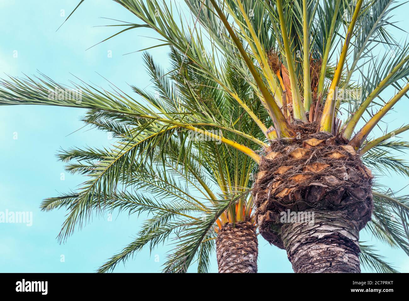 Spanish palm tree on blue sky background Stock Photo - Alamy