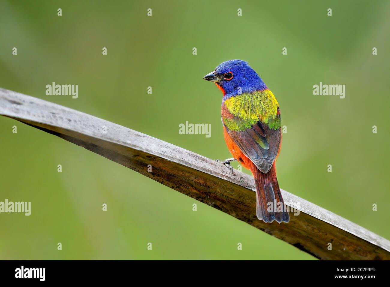Painted bunting hi-res stock photography and images - Alamy