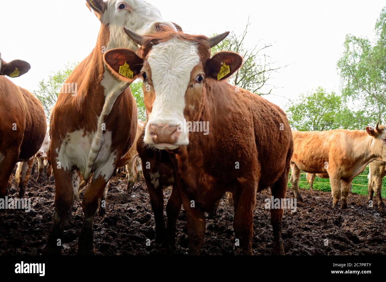 Cows looking into camera Stock Photo - Alamy