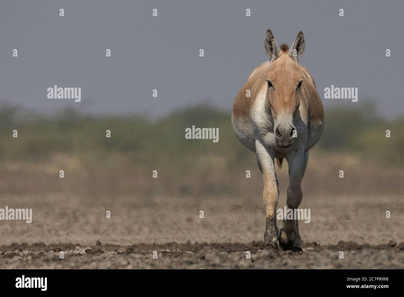 Indian wild ass (Equus hemionus khur) at Wild ass sanctuary, Little ...