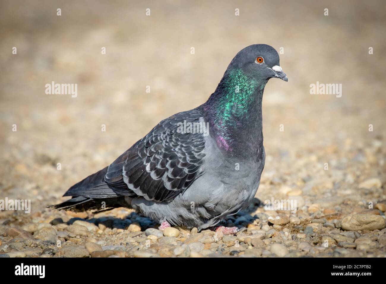 Nice bird photo hi-res stock photography and images - Alamy