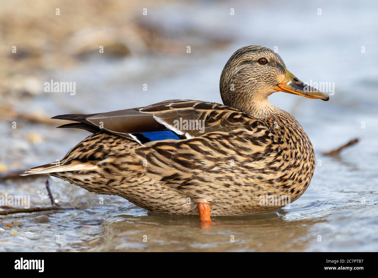 Image nice bird hi-res stock photography and images - Alamy