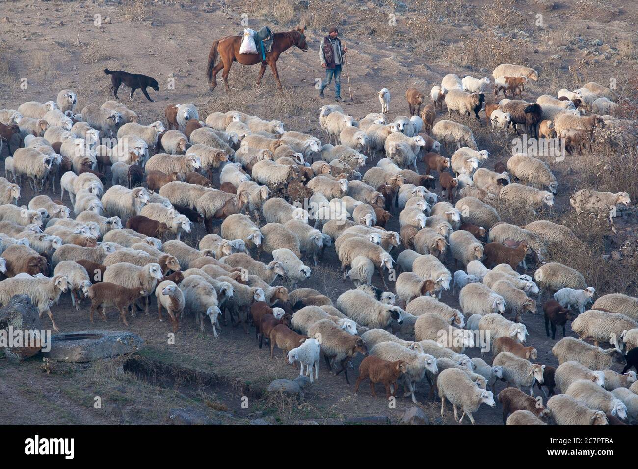 Armenian shepards drive sheep across the roads of Armenia following a ...