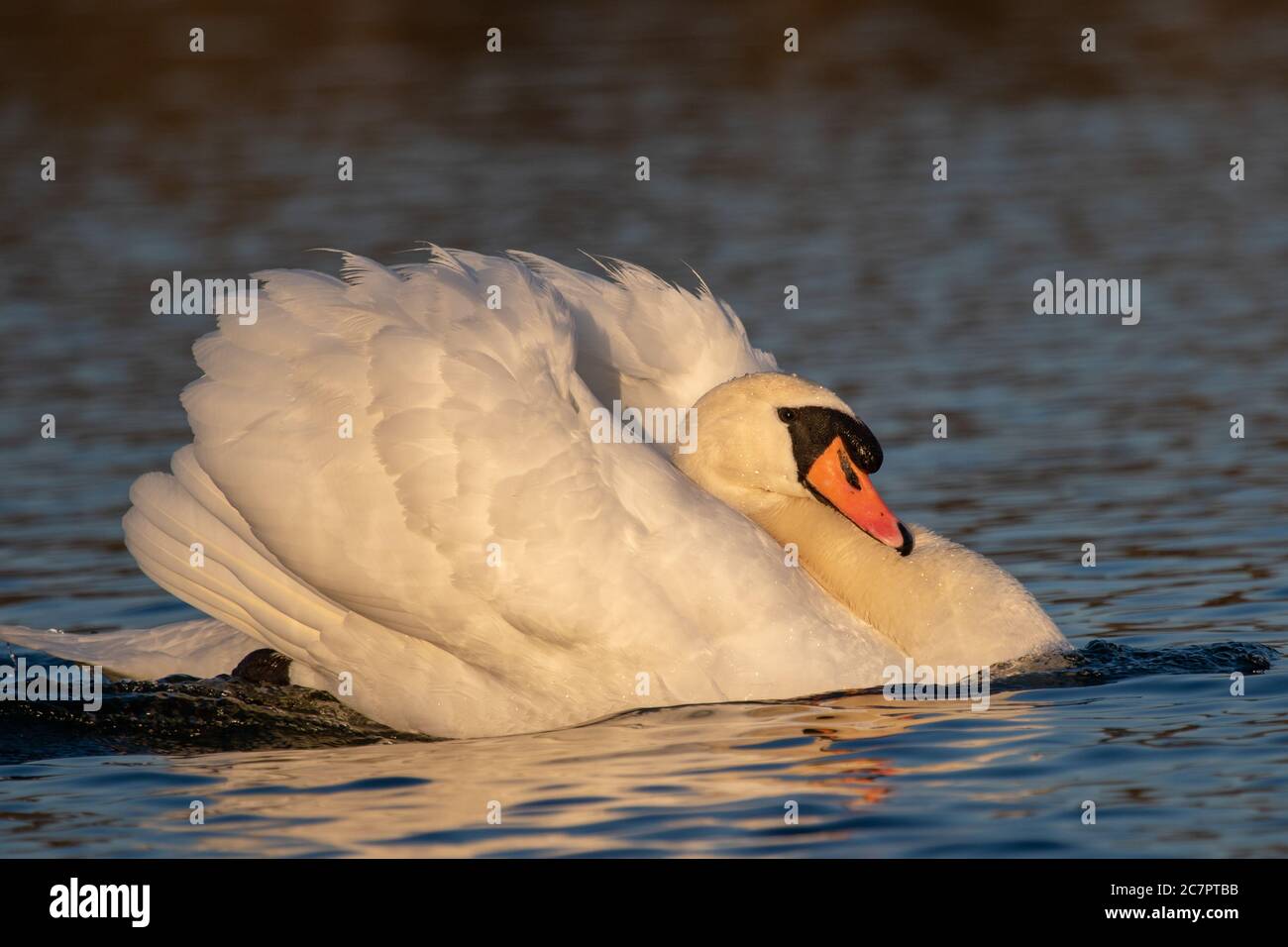 Perfectly lit portrait of a male swan Stock Photo - Alamy