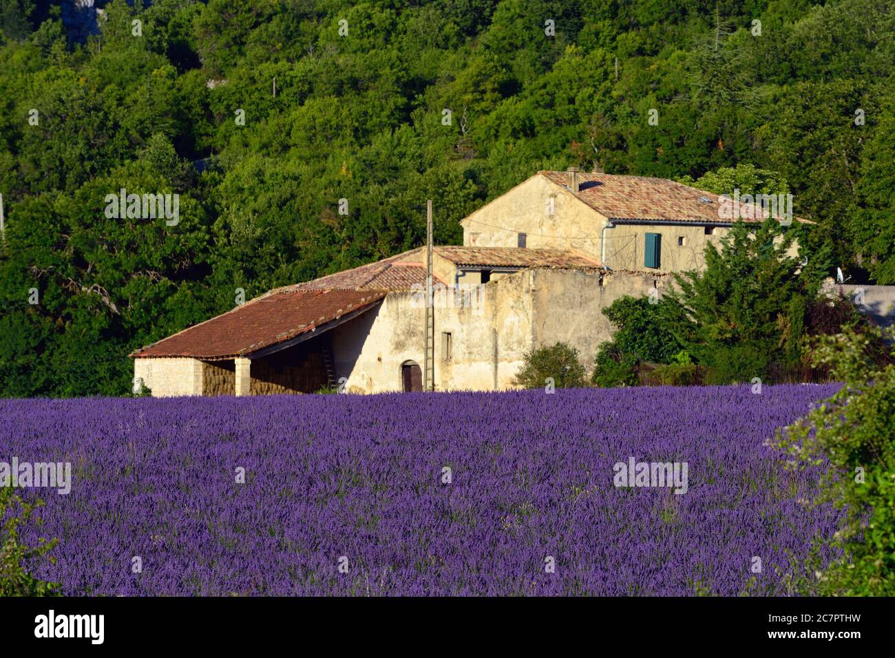 Stunning landscape with lavender field and old farmhouse at evening ...