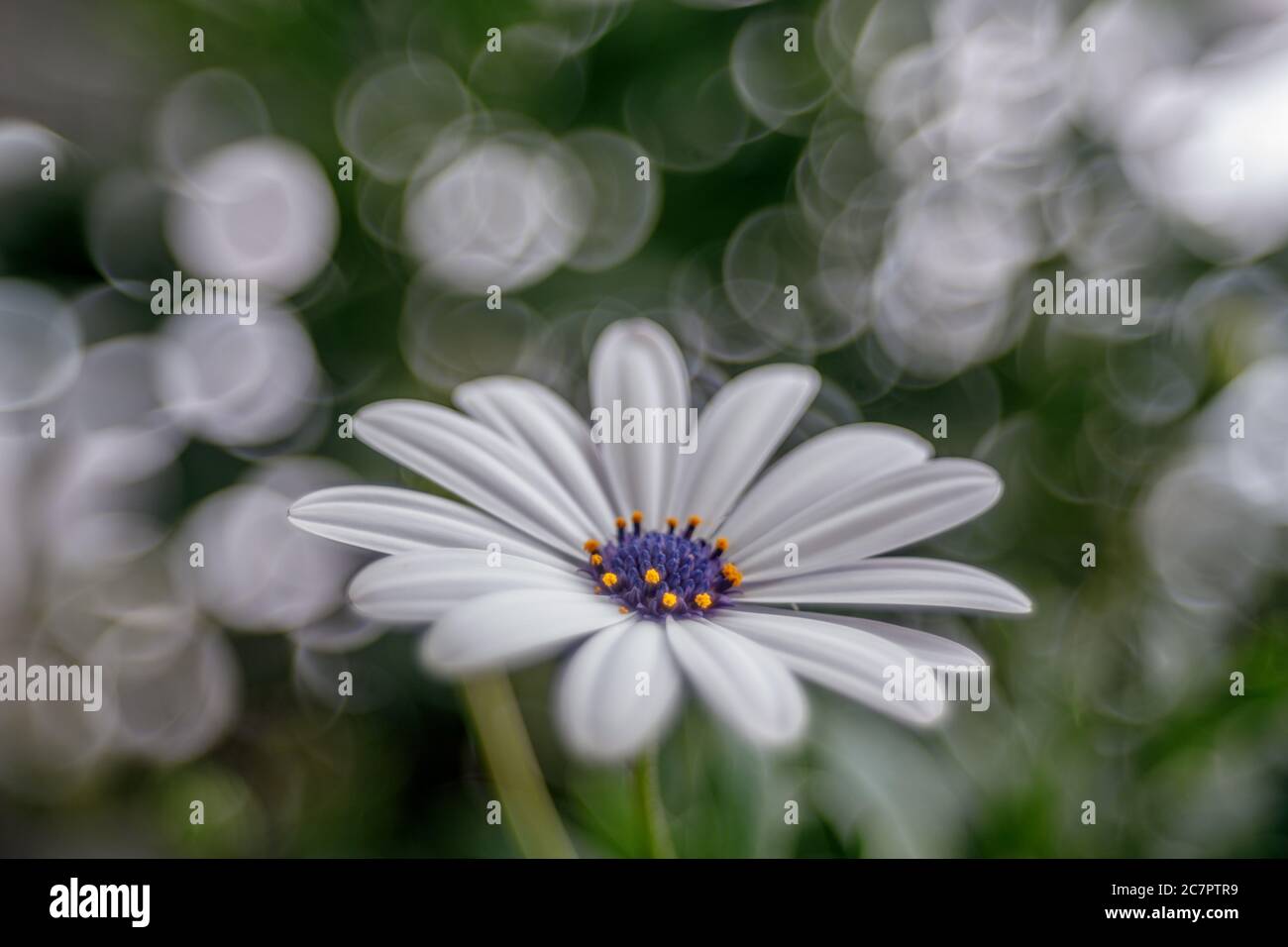 Daisy with purple heart and a bubble soft bokeh Stock Photo - Alamy