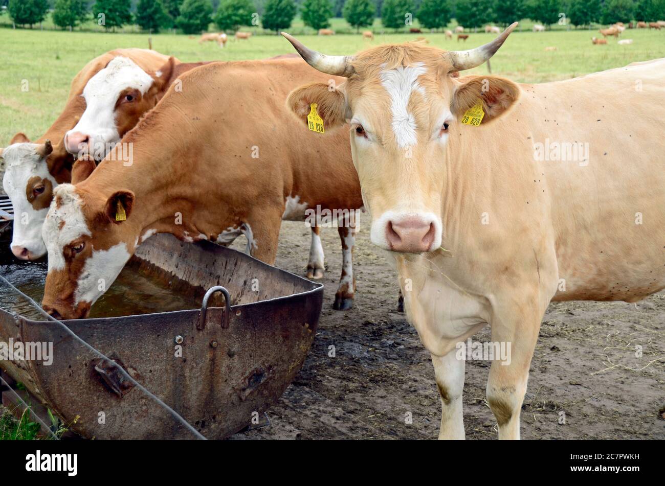 Happy looking cow hi-res stock photography and images - Alamy