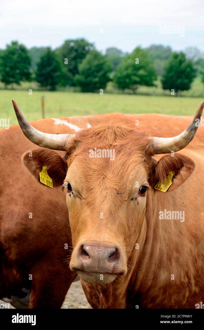 Cow looking at camera hi-res stock photography and images - Alamy