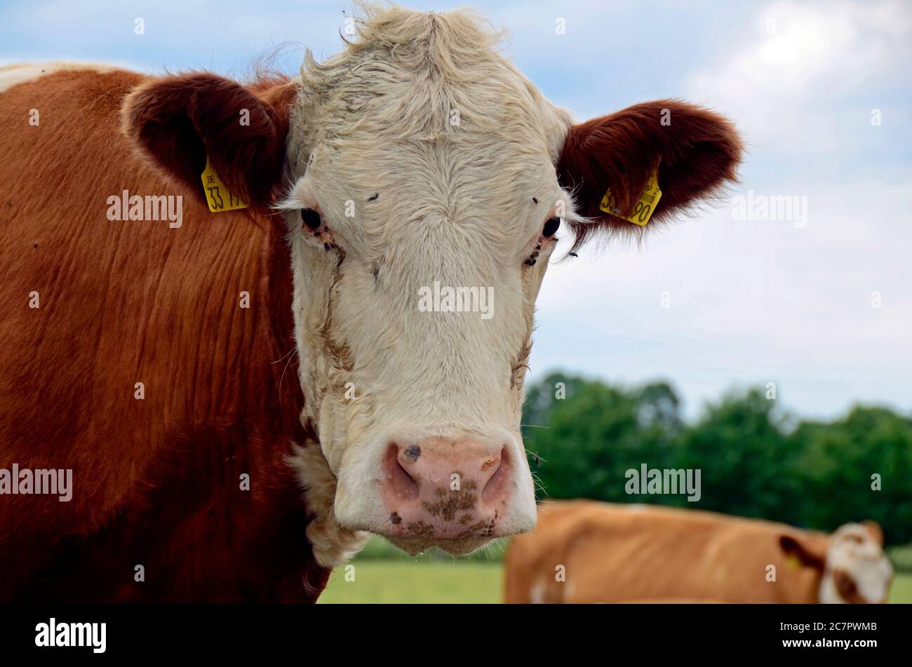 Cow looking into camera Stock Photo - Alamy