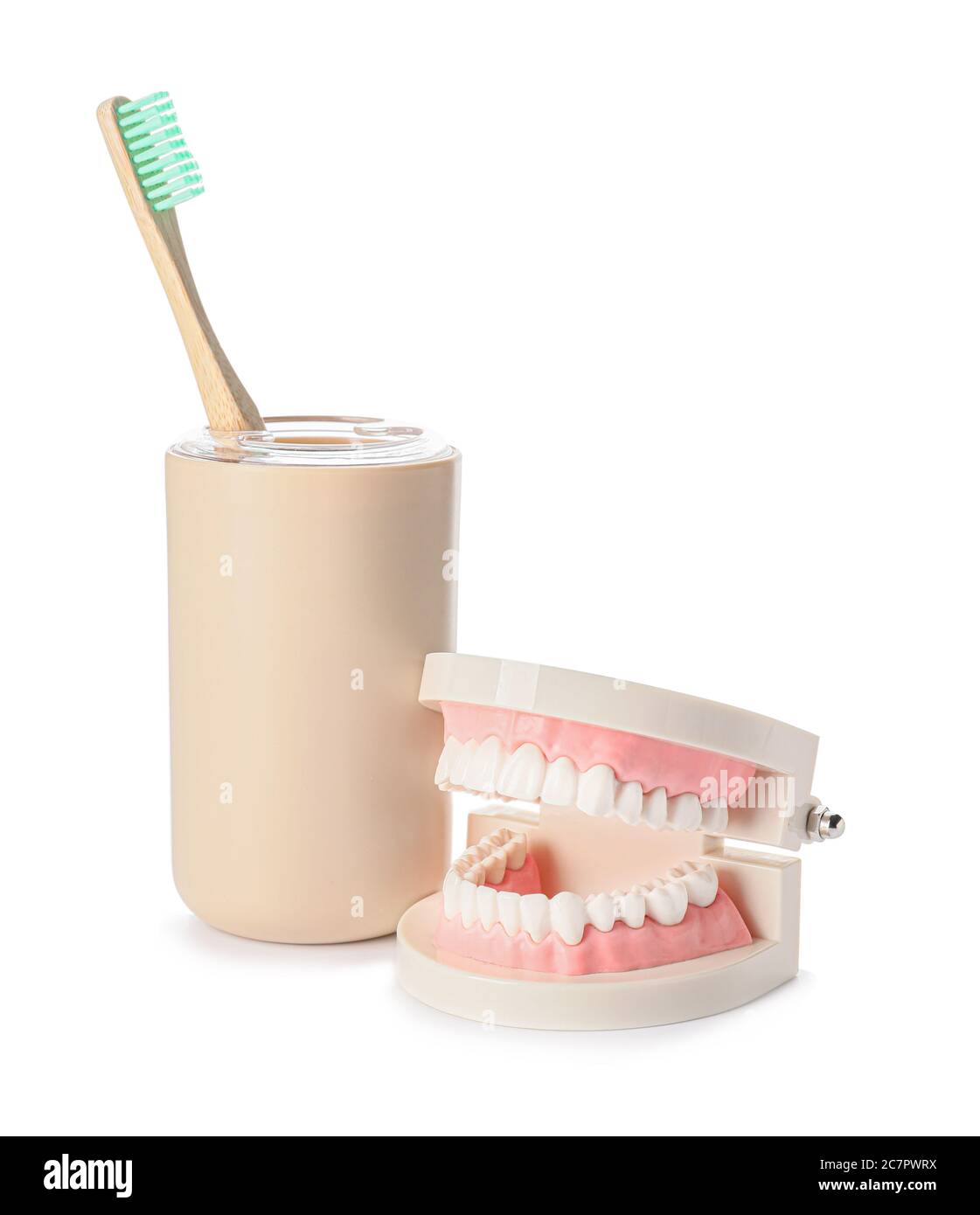 Model of jaw with toothbrush on white background Stock Photo - Alamy