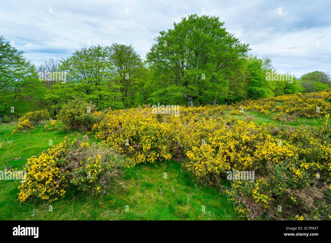 Beech forest, Oianleku, Peñas de Aia Natural Park, Gipuzkoa, Basque ...