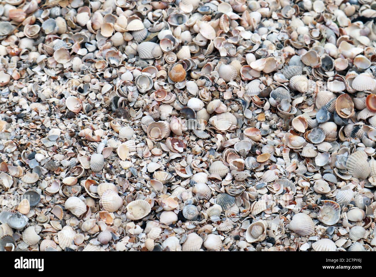 Shell texture hi-res stock photography and images - Alamy