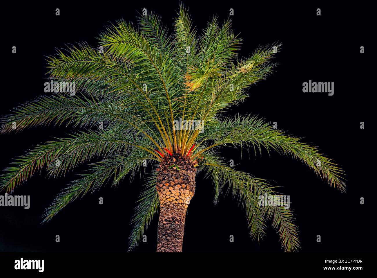 Crown of palm trees made of coconut isolated on a black background ...