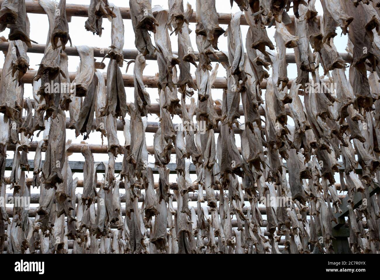 Drying rack with dried fish in Henningsvaer, Lofoten islands, Norway ...