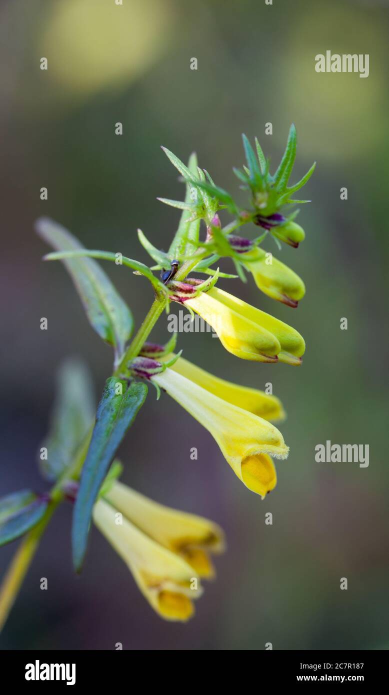 Common cow-wheat (Melampyrum pratense Stock Photo - Alamy