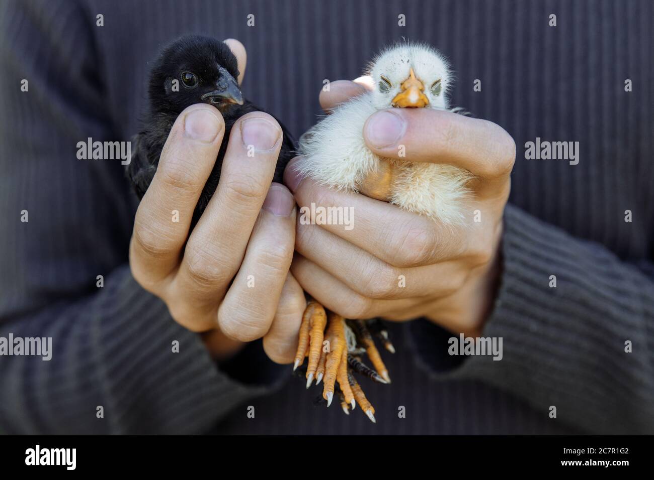 a man's hands hold a crow and a yellow chicken Stock Photo - Alamy