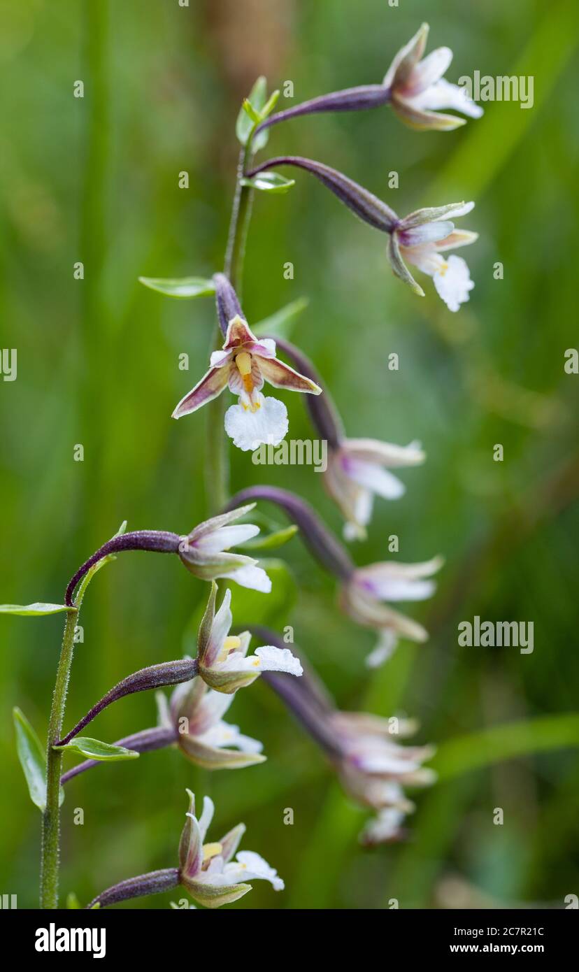 Marsh helleborine (Epipactis palustris Stock Photo - Alamy