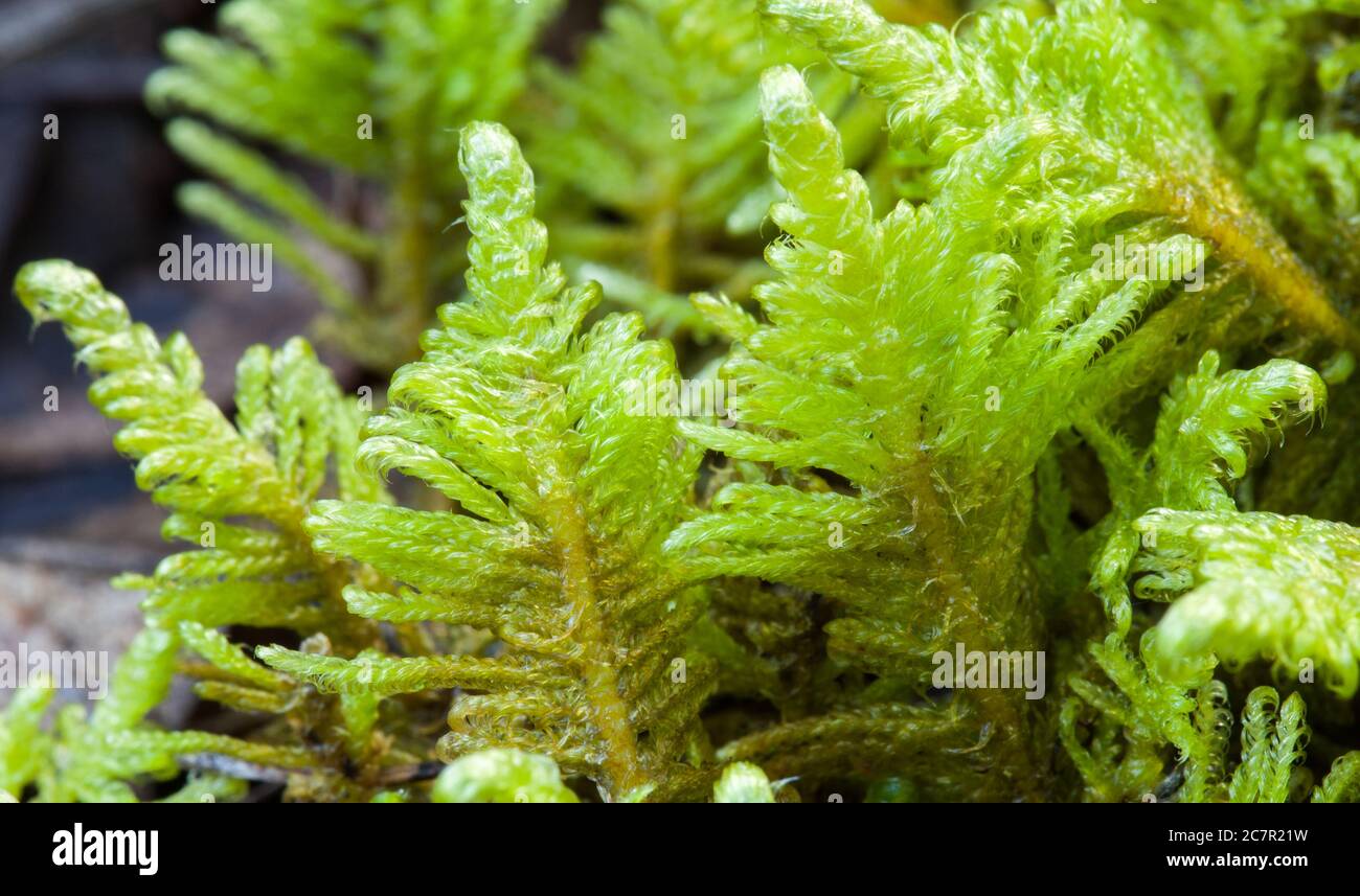 Feather moss (Ptilium crista-castrensis Stock Photo - Alamy
