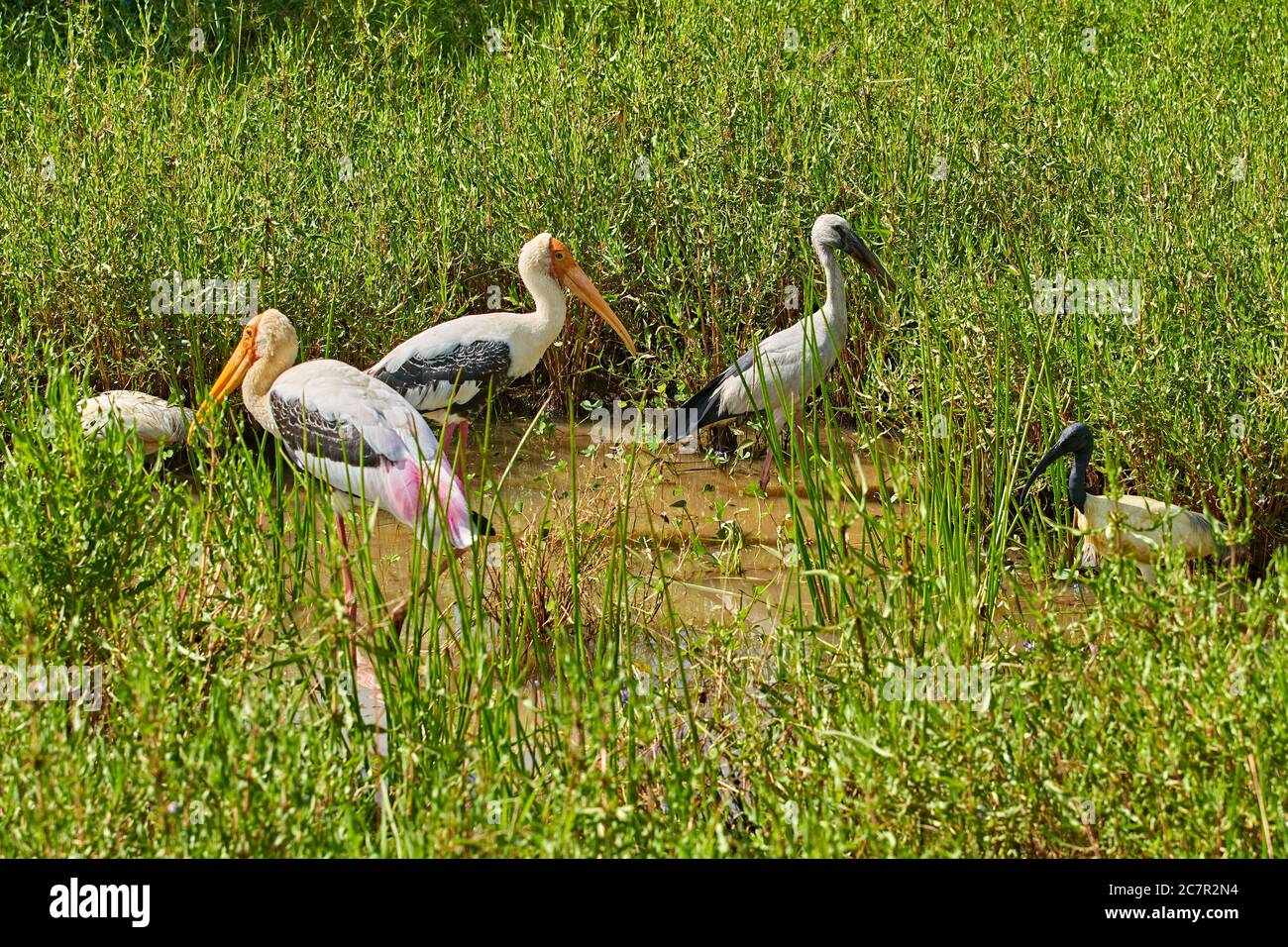 Painted stork of Yala National Park southern Sri Lanka ancient Ceylon ...