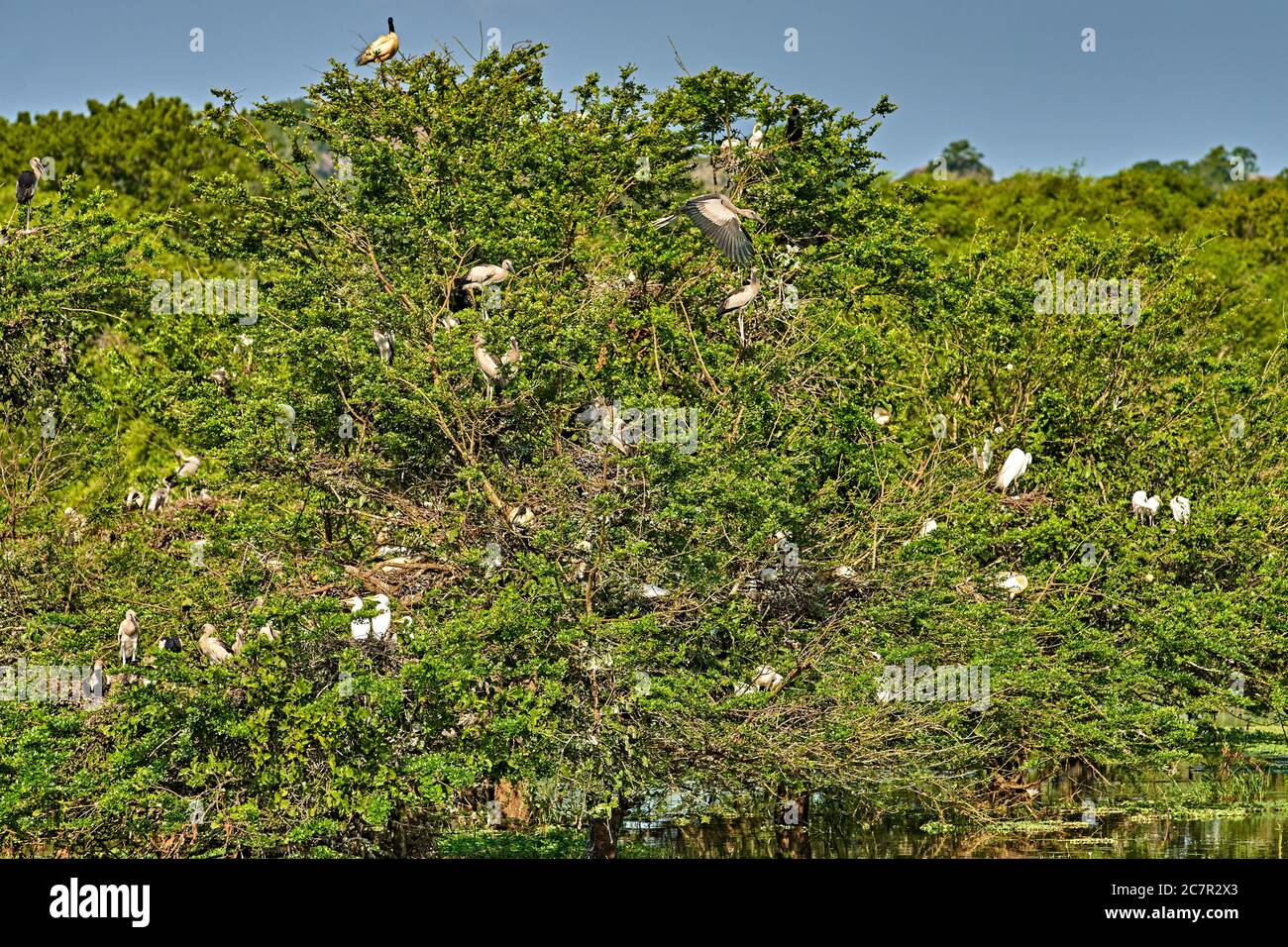 Yala National Park southern Sri Lanka ancient Ceylon Stock Photo - Alamy