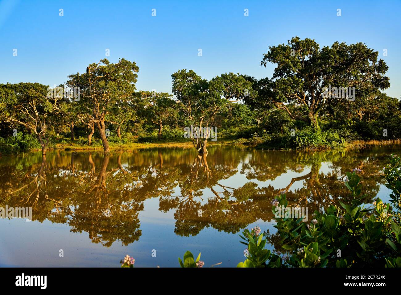 Yala National Park landscape southern Sri Lanka ancient Ceylon Stock ...