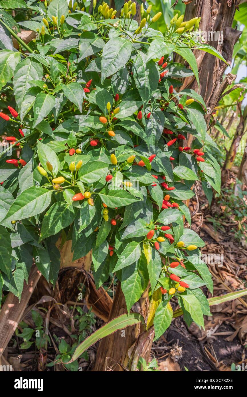 Yellow, orange and red chilli peppers on a chilli pepper plant ...