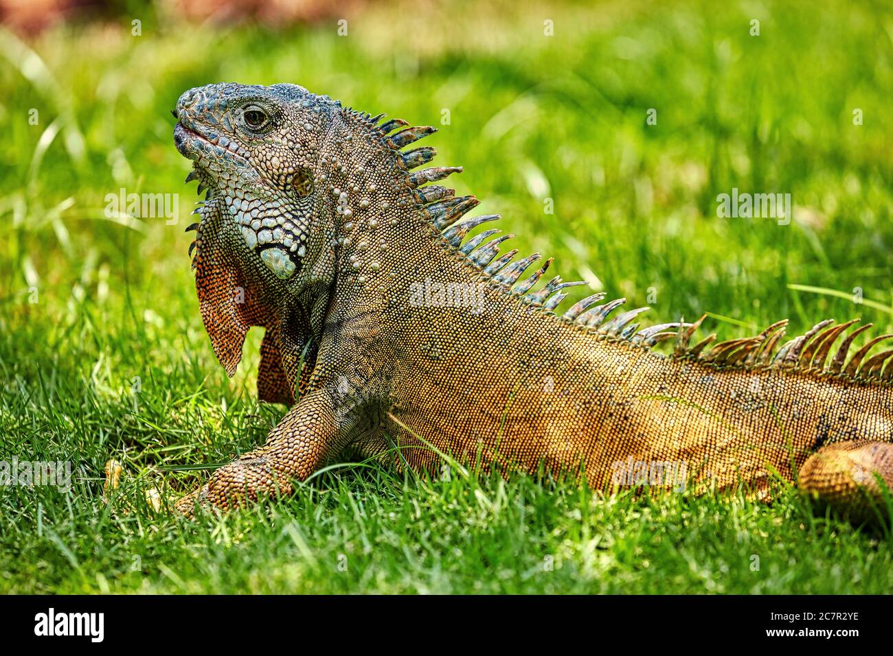 Iguanas of Seminario Park landmark of Guayaquil Ecuador in south ...