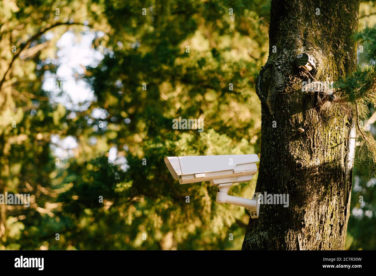 A surveillance camera attached to a tree trunk Stock Photo - Alamy