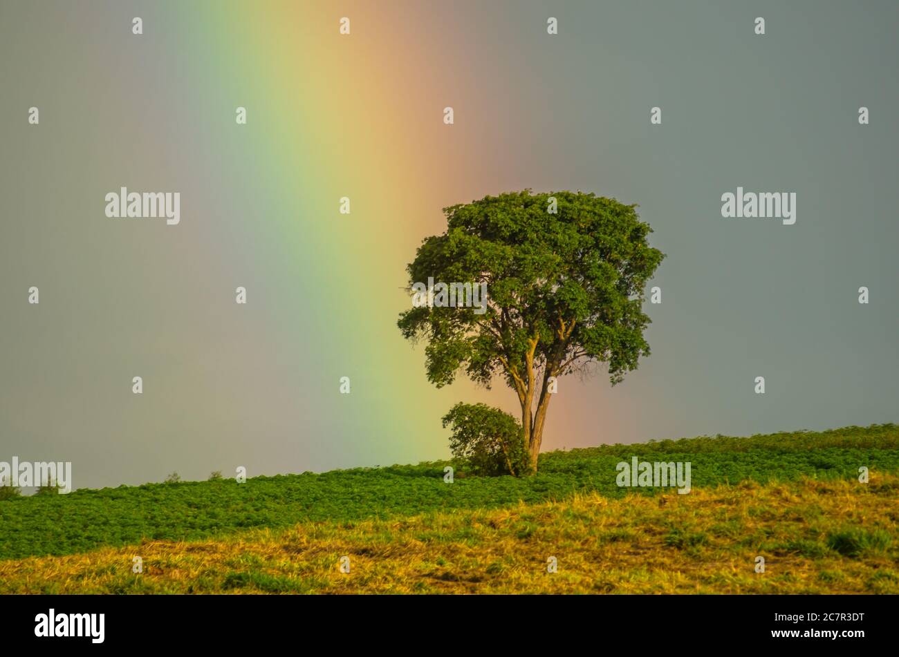 Beautiful shot of a lone tree in the field and a rainbow above it Stock ...