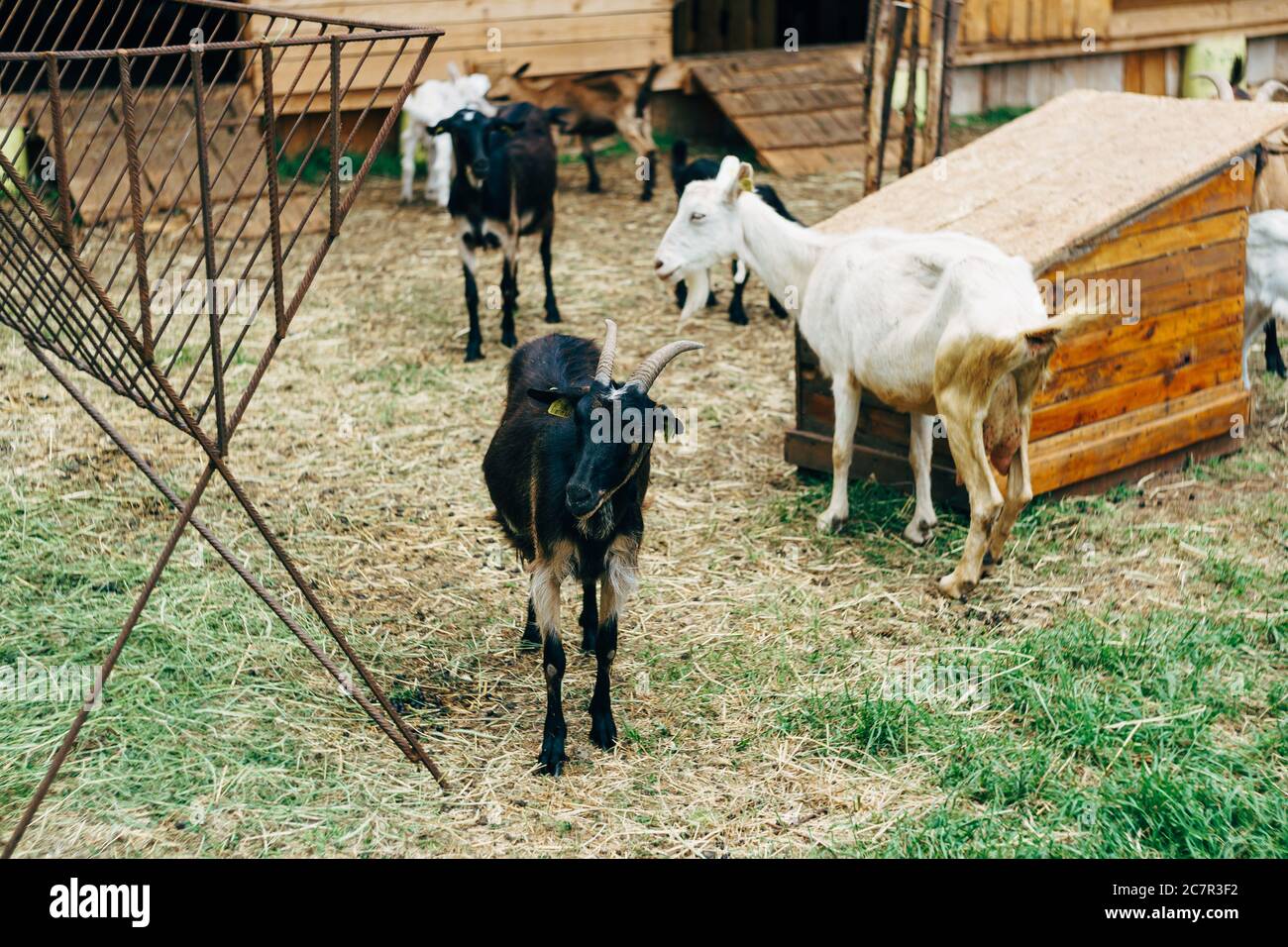 Wooden goat shed hi-res stock photography and images - Alamy