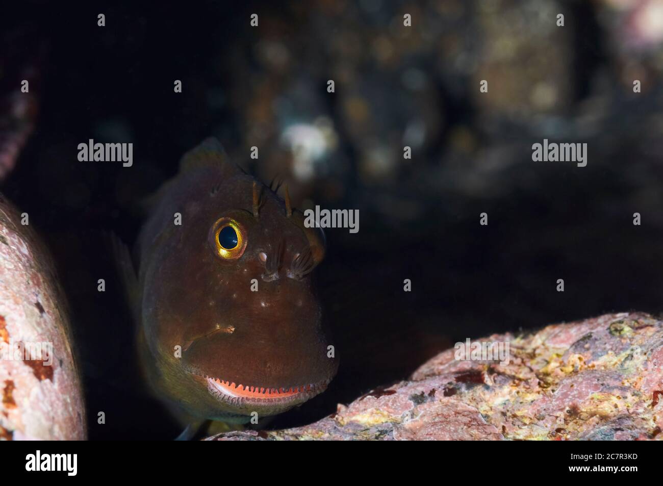 Combtooth blenny hi-res stock photography and images - Alamy