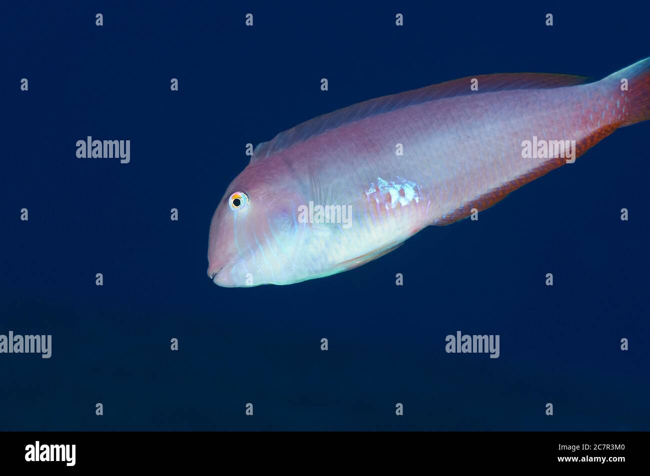 Pearly Background Hi res Stock Photography And Images Alamy