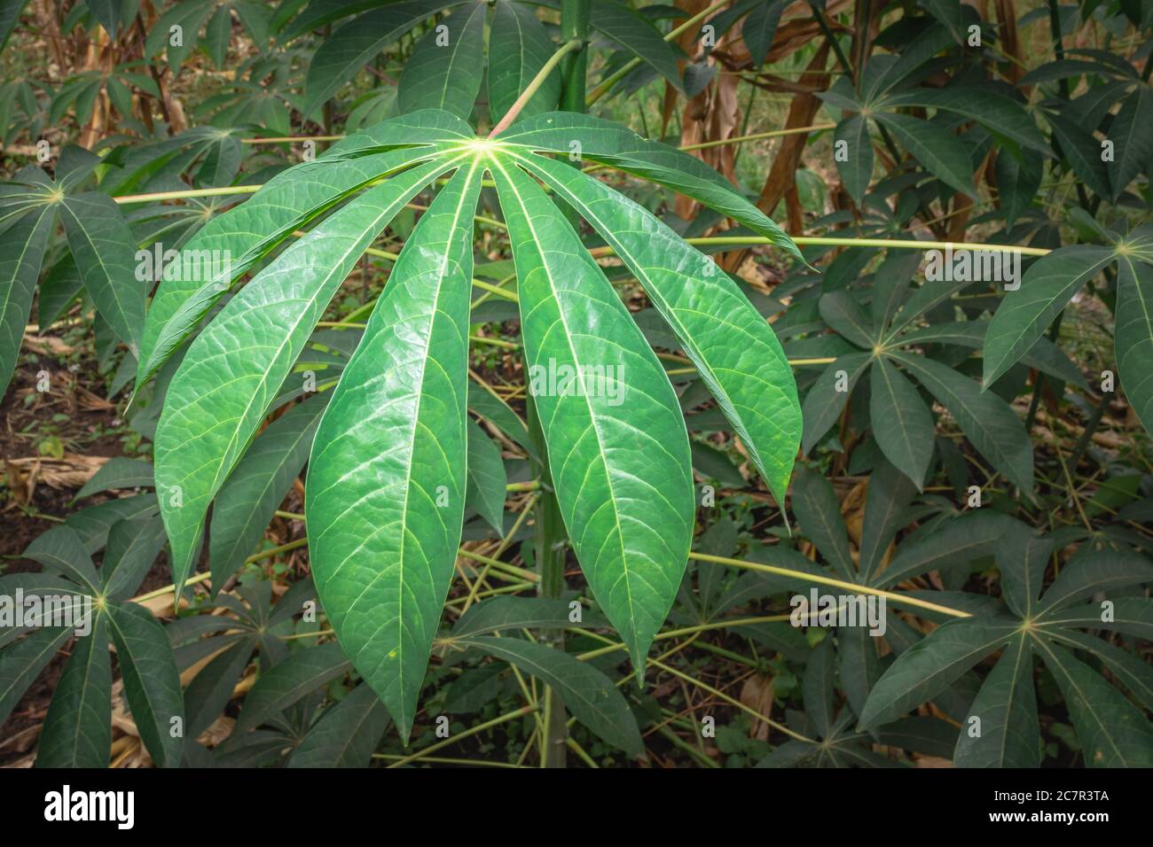 Cassava plant (Manihot esculenta) growing in a field, Uganda, Africa ...