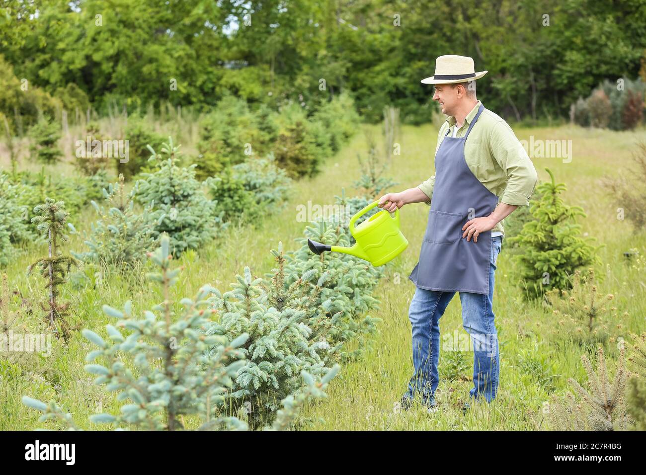 Watering grass fir trees hi-res stock photography and images - Alamy