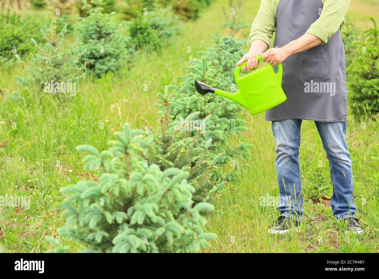 Watering grass fir trees hi-res stock photography and images - Alamy